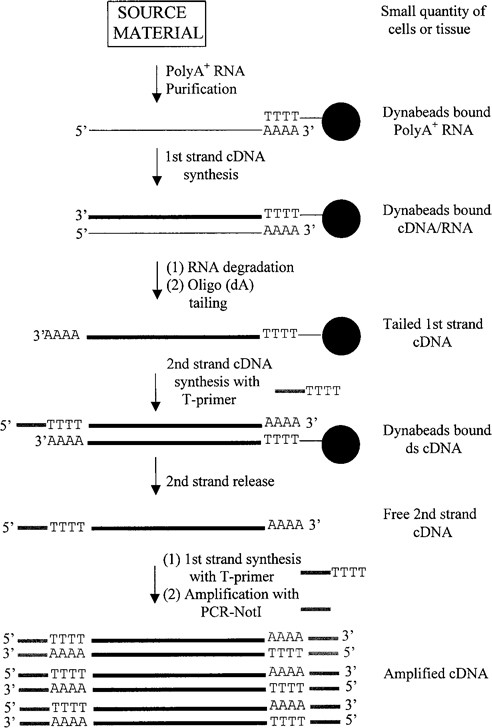 RT-PCR in cDNA Library Construction | SpringerLink