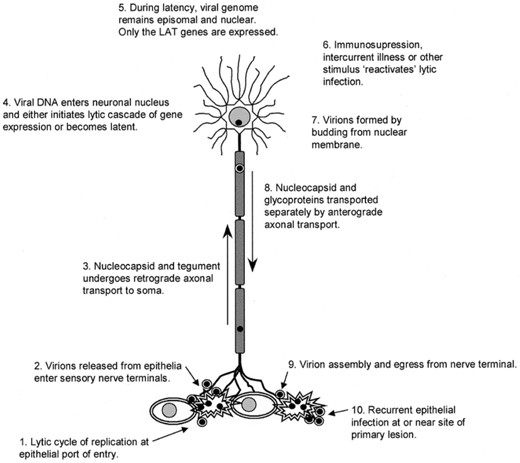 Use of the Herpes Simplex Viral Genome to Construct Gene Therapy ...
