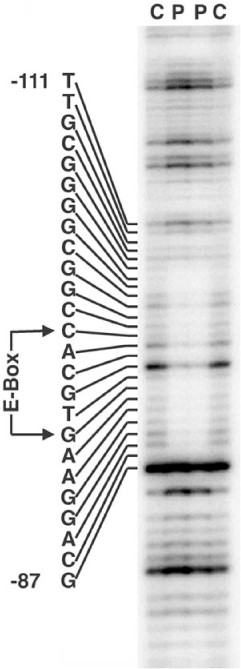 DNA Footprinting | SpringerLink
