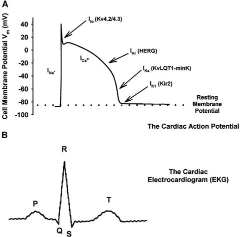 Cardiac Drug Development | SpringerLink
