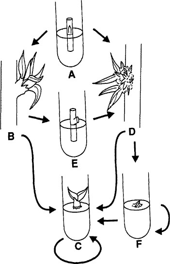 Clonal Propagation of Orchids | SpringerLink
