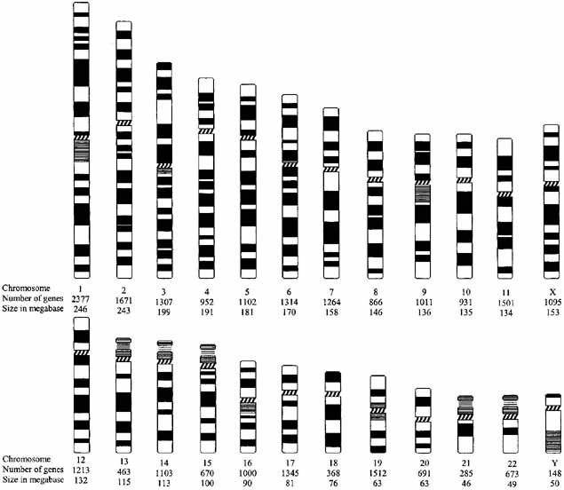 The Human Genome Project | SpringerLink