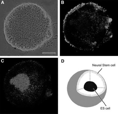 Neural Stem Sphere Method | SpringerLink