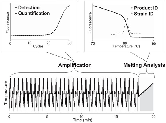 Real-Time Polymerase Chain Reaction and Melting Curve Analysis ...