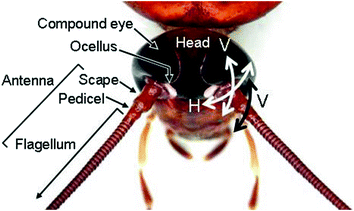 Cockroach Antennae | SpringerLink