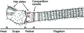 Cockroach Antennae | SpringerLink