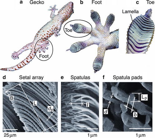 Gecko Toe Surface | SpringerLink