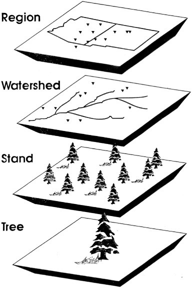 Tree-Ring Analysis | SpringerLink