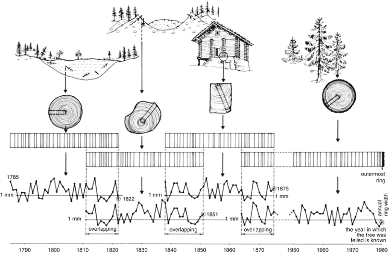 Dendrochronology | SpringerLink