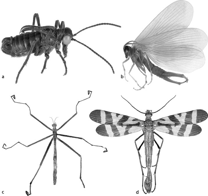 Scorpionflies (Mecoptera) | SpringerLink