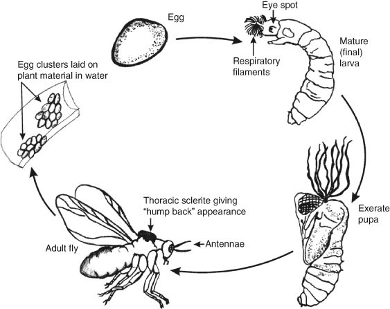 Simulium spp., Vectors of Onchocerca volvulus: Life Cycle and Control ...