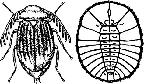 Water Penny Beetles (Coleoptera: Psephenidae) | SpringerLink