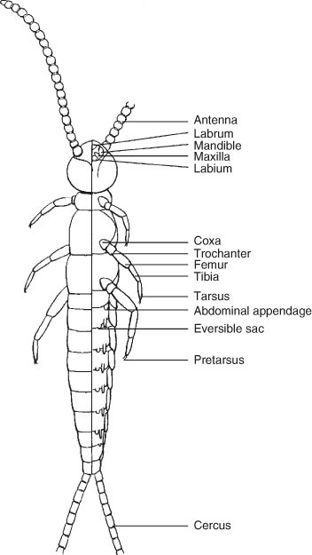 Diplurans (Diplura) | SpringerLink