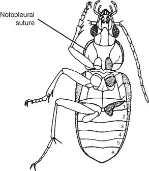 Ground Beetle (Coleoptera: Carabidae) Taxonomy | SpringerLink
