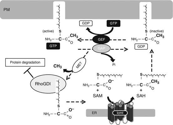 Icmt (Isoprenylcysteine Carboxyl Methyltransferase) | SpringerLink