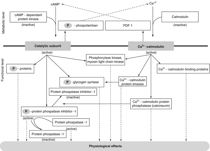 Phosphodiesterase 1 | SpringerLink
