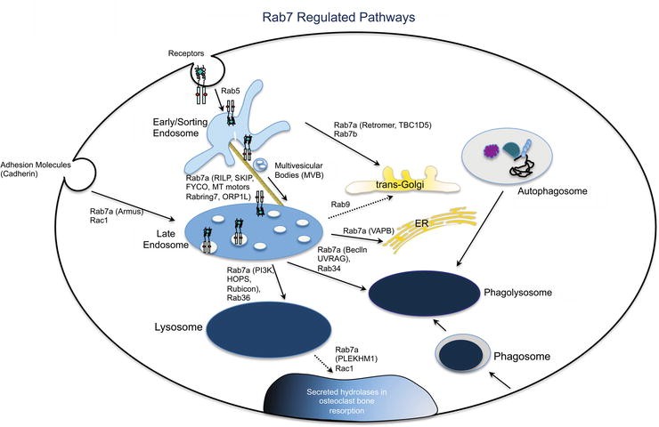 Rab7a in Endocytosis and Signaling | SpringerLink