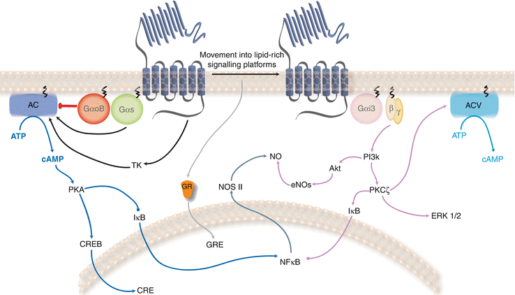 Relaxin Family Peptide Receptors (RXFP) 1 and 2 | SpringerLink