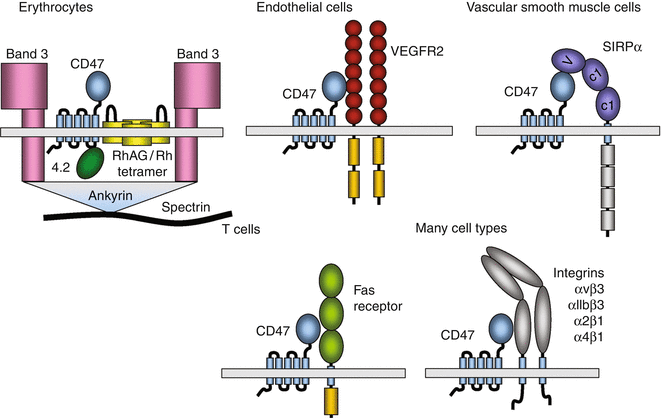 CD47 | SpringerLink
