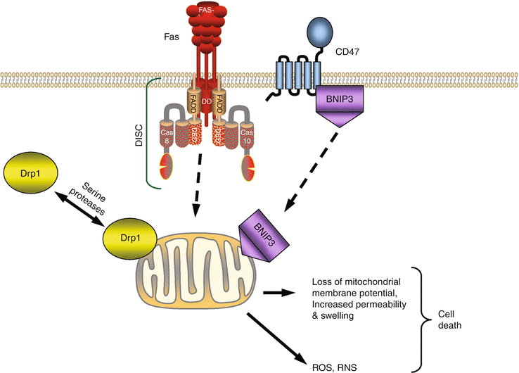 CD47 | SpringerLink