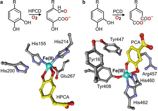 Iron Proteins, Mononuclear (non-heme) Iron Oxygenases | SpringerLink