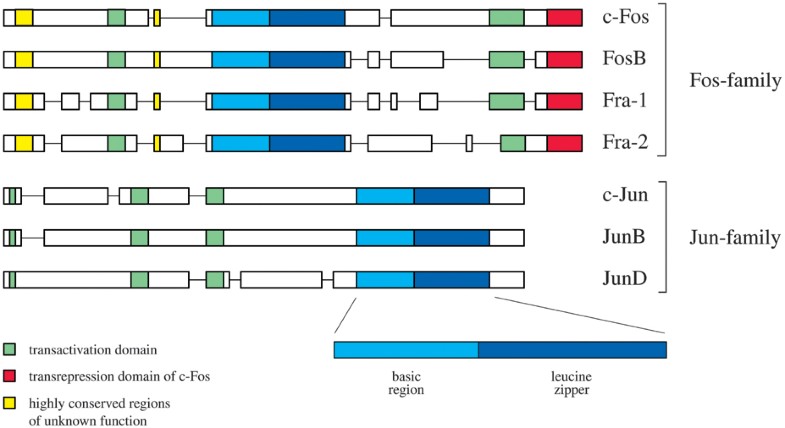 Jun/Fos | SpringerLink