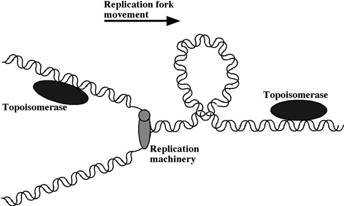 DNA Topoisomerases | SpringerLink