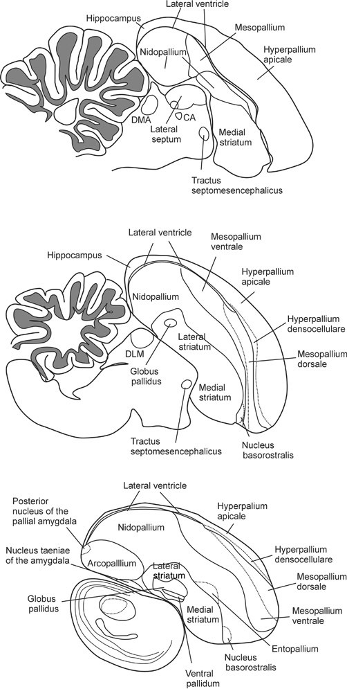 Evolution of the Brain in Birds | SpringerLink