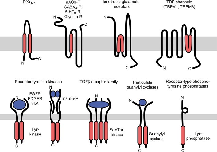 Transmembrane Signaling | SpringerLink