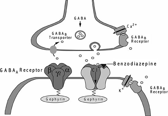 GABAergic System | SpringerLink