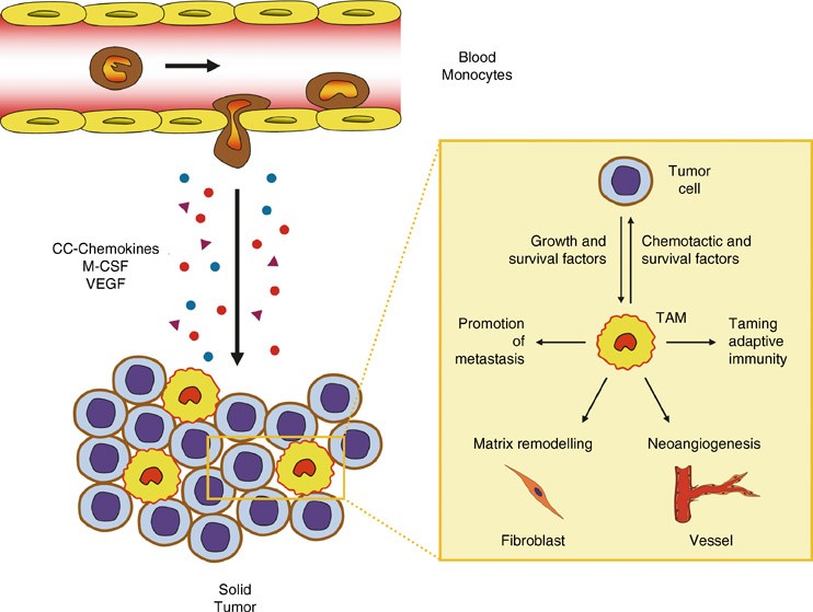 Tumor-Associated Macrophages | SpringerLink