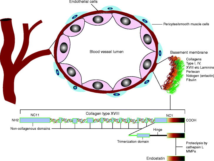Endostatin | SpringerLink
