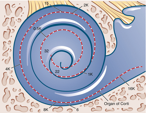 Physiology of Cochlea | SpringerLink