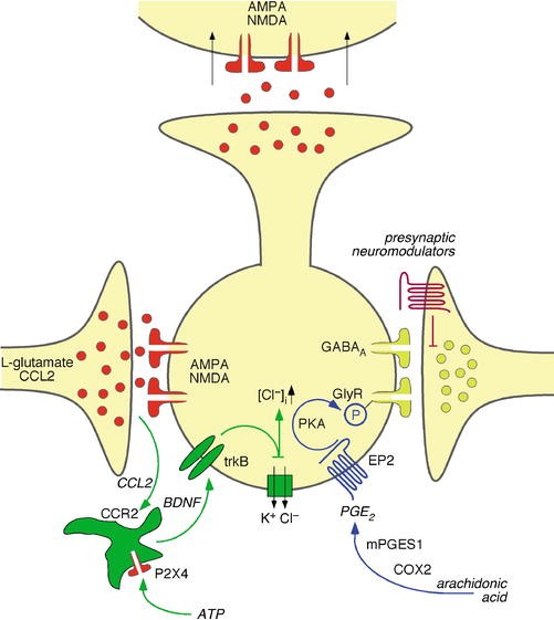 GABA and Glycine in Spinal Nociceptive Processing | SpringerLink