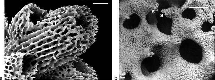 Acropora | SpringerLink