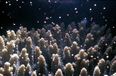 Acropora | SpringerLink