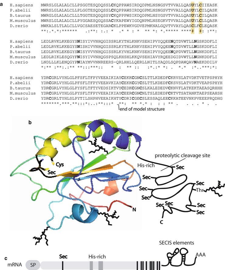 Selenoprotein P | SpringerLink