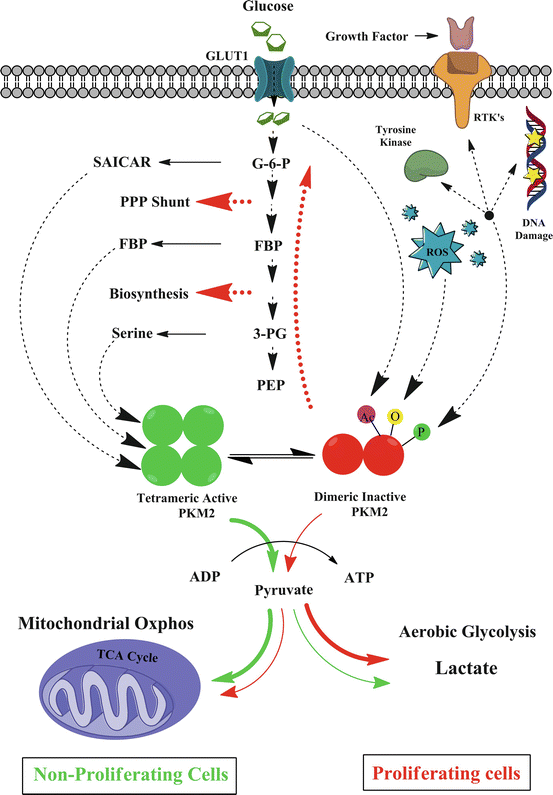 Pyruvate Kinase M2 | SpringerLink