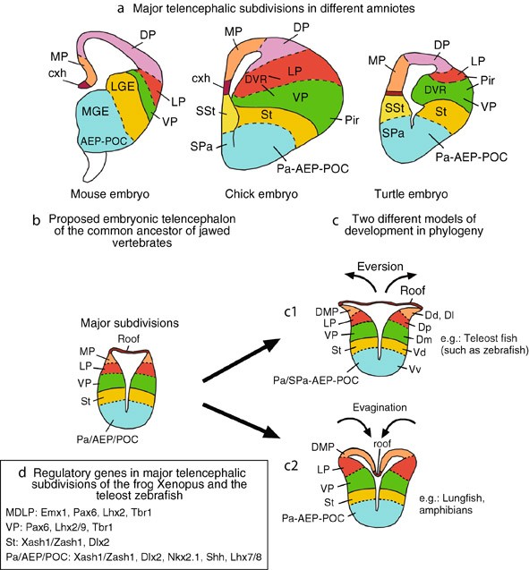 Evolution and Embryological Development of Forebrain | SpringerLink