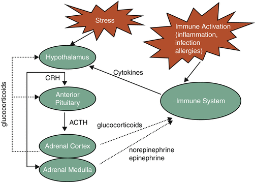 Stress and the Immune System | SpringerLink