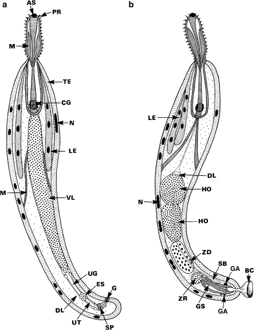 Acanthocephala | SpringerLink