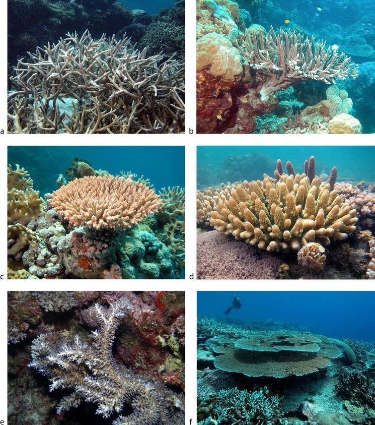 Acropora | SpringerLink