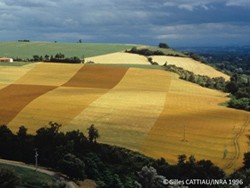 Virtual Issue | Agronomy for Sustainable Development