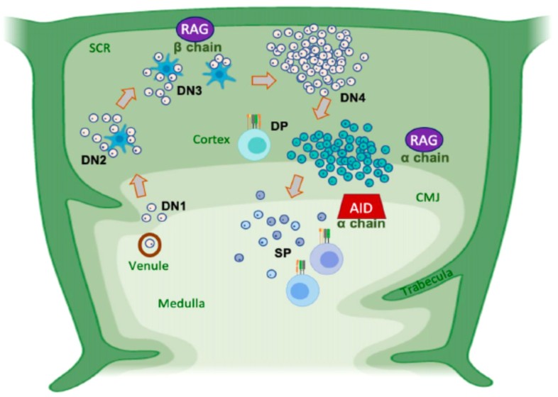 Fish Immunology Special Issue released by Immunogenetics ...