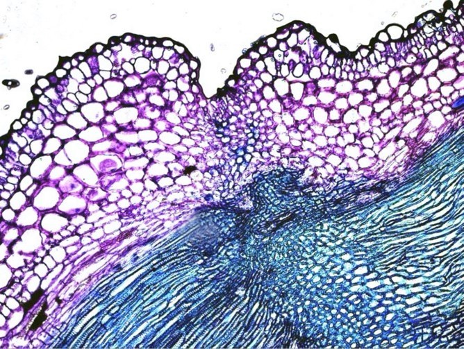 JPR Special Collections & JPR Symposia | Journal of Plant Research ...