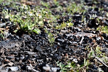 Collection Call for Papers: Biochar Applications in Agricultural Soils ...
