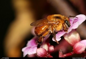 Call for Papers: Insect Pollinators | Neotropical Entomology