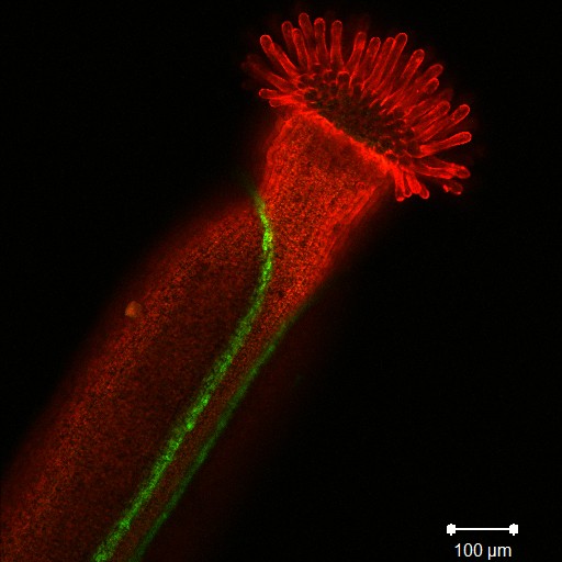 Call for Submissions: Hormones in Plant Reproduction | Plant Reproduction