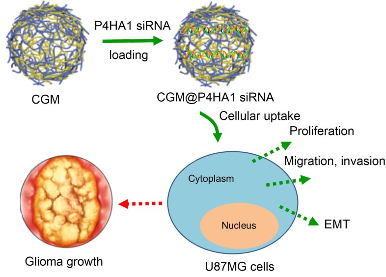 Featured Article: March 2024 | Drug Delivery and Translational Research