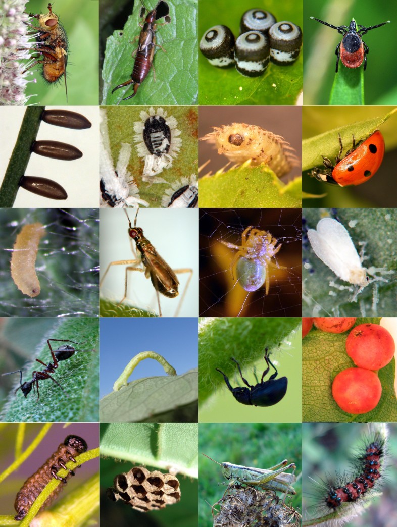 Invitation to submit authoritative reviews and original research ...